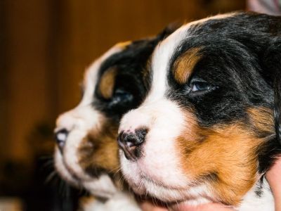 Berner sennenhund welpen Berner Sennenhund-Züchter in Deutschland Snautz