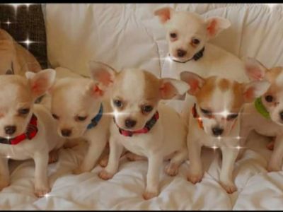 Chihuahua ausgewachsen in Bad Kreuznach kaufen & verkaufen Snautz