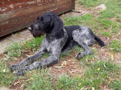 Deutsch-Drahthaar reinrassig & ausgewachsen in Düren kaufen & verkaufen ...
