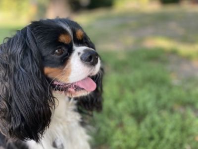 Cavalier King Charles Spaniel-Deckrüden Snautz