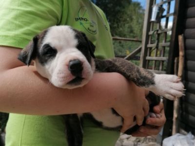 Ausgewachsene Appenzeller Sennenhund-Mischlinge in Thüringen kaufen ...