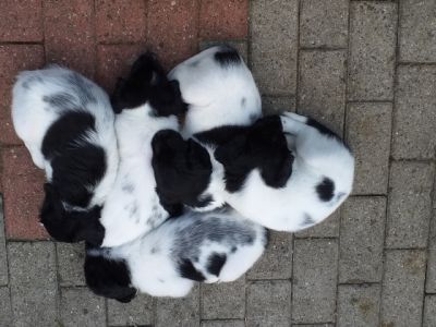 Stabyhoun Rassehunde in Niedersachsen kaufen & verkaufen Snautz