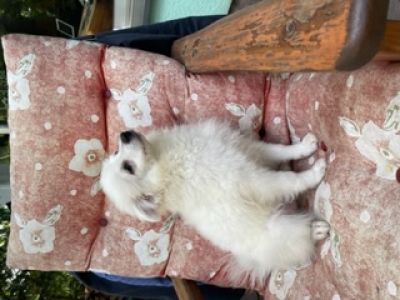 Spitz Rassehunde in Unna kaufen & verkaufen Snautz