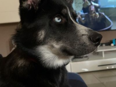 Ausgewachsene Akita Inu-Mischlinge in Saarland kaufen & verkaufen Snautz