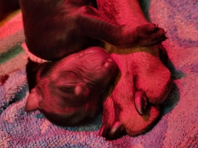 Dobermann reinrassig & ausgewachsen in Paderborn kaufen & verkaufen Snautz