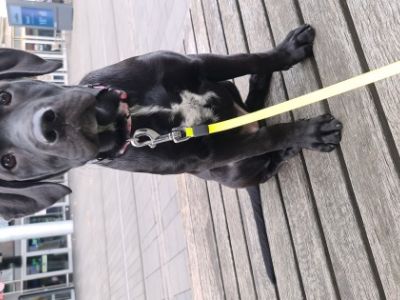 Labrador Retriever ausgewachsen in Kassel (Land) kaufen & verkaufen Snautz