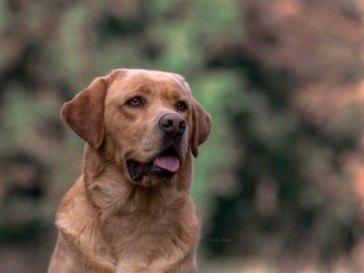 Labrador Retriever ausgewachsen in Essen kaufen & verkaufen Snautz