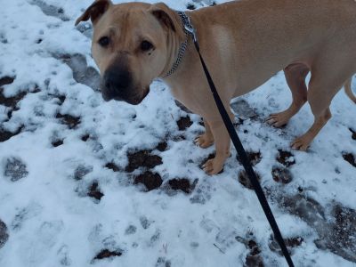 Labrador Retriever Mix in Oberspreewald-Lausitz kaufen & verkaufen Snautz