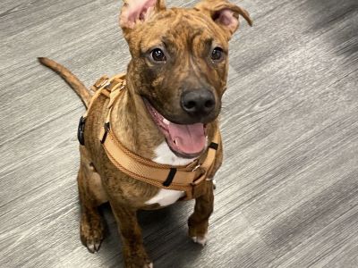 American Bully Mix in Fürstenfeldbruck kaufen & verkaufen Snautz