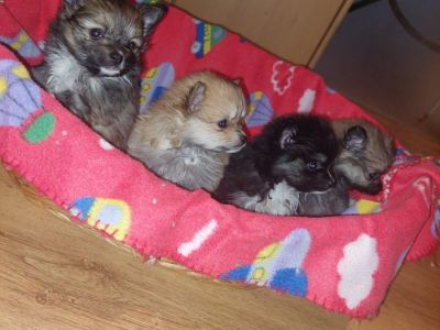 Spitz in Sachsen kaufen & verkaufen Snautz