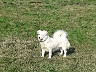 American Eskimo Dog Mix in Nordrhein-Westfalen kaufen & verkaufen Snautz