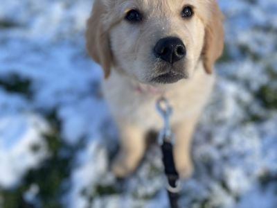 Labrador Retriever Mix in der Schweiz kaufen & verkaufen Snautz