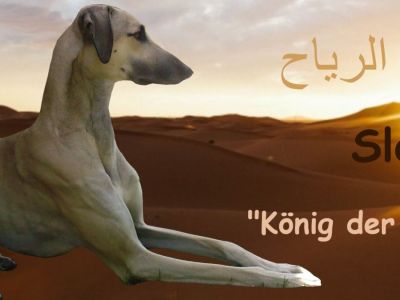 Sloughi-Züchter in Dahme-Spreewald Snautz