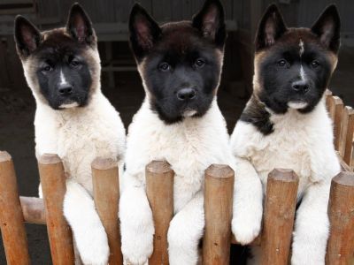 American Akita ausgewachsen in Tirschenreuth kaufen & verkaufen Snautz