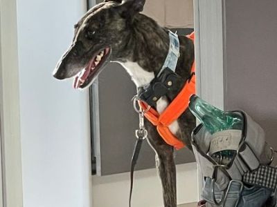 Galgo Español reinrassig & ausgewachsen in Hamburg kaufen & verkaufen ...