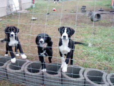 Zentralasiatischer Owtscharka Mix kaufen & verkaufen Snautz