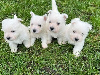 West Highland White Terrier reinrassig & ausgewachsen in Hildesheim ...