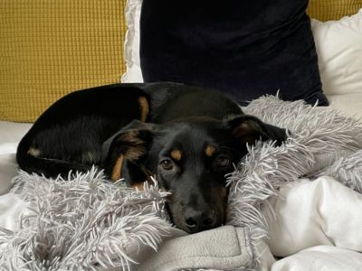 Ausgewachsene Dobermann-Mischlinge in Berlin kaufen & verkaufen Snautz