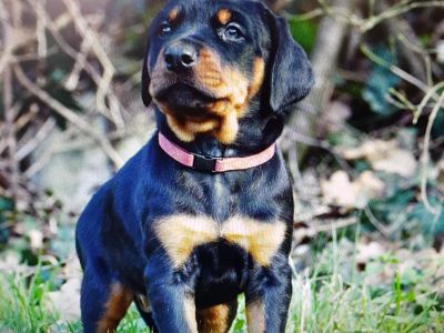 Ausgewachsene Dobermann-Mischlinge in Oldenburg (Land) kaufen ...