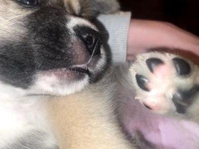 Akita Inu Mix in Segeberg kaufen & verkaufen Snautz