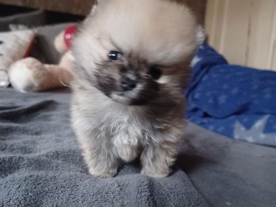 Spitz Rassehunde in Rendsburg-Eckernförde kaufen & verkaufen Snautz