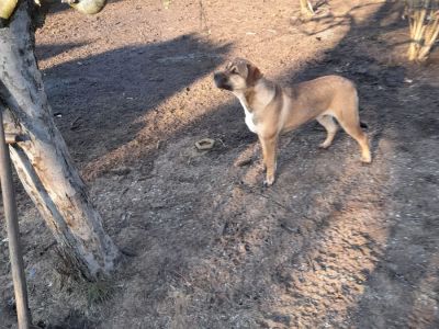 Cane Corso Italiano Mix in Mecklenburgische Seenplatte kaufen ...