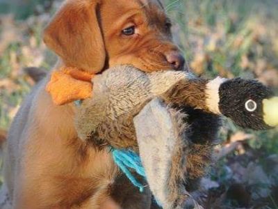 Labrador Retriever in Bremen kaufen & verkaufen Snautz