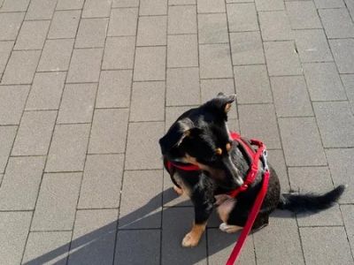 Dobermann Mix in Ennepe-Ruhr-Kreis kaufen & verkaufen Snautz