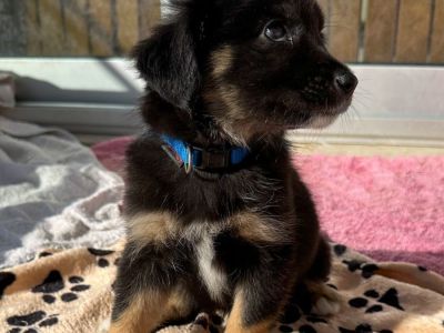 Ausgewachsene Miniature Australian Shepherd-Mischlinge in Nordrhein ...