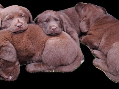 Labrador Retriever Mix in Teltow-Fläming kaufen & verkaufen Snautz