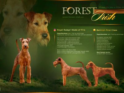 Irish Terrier ausgewachsen in Tschechien kaufen & verkaufen Snautz