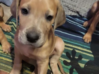 Cane Corso Italiano Mix in Worms kaufen & verkaufen Snautz