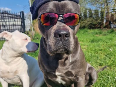 Cane Corso Italiano Mix in Leer kaufen & verkaufen Snautz
