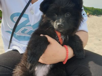 Spitz Mix in Flensburg kaufen & verkaufen Snautz