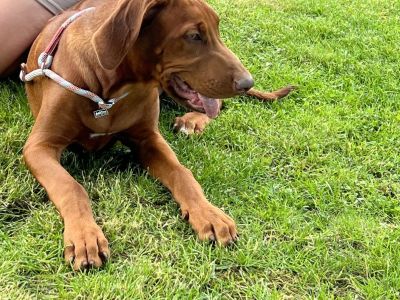 Rhodesian Ridgeback ausgewachsen in Ostprignitz-Ruppin kaufen ...
