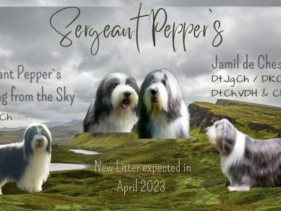 Bearded Collie Rassehunde in Schwalm-Eder-Kreis kaufen & verkaufen Snautz