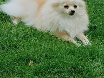 Spitz reinrassig & ausgewachsen in Kleve kaufen & verkaufen Snautz