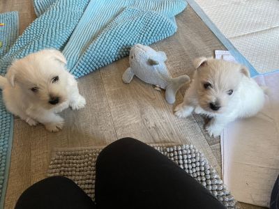 West Highland White Terrier Mix in Aurich kaufen & verkaufen Snautz