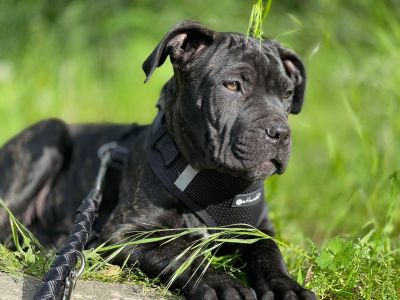 Cane Corso Italiano Mix in Berlin kaufen & verkaufen Snautz