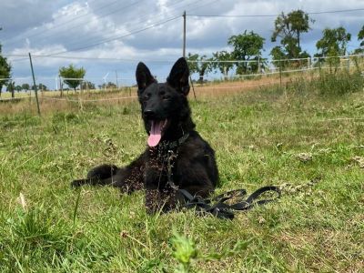 Saarloos-Wolfhund Mix kaufen & verkaufen Snautz