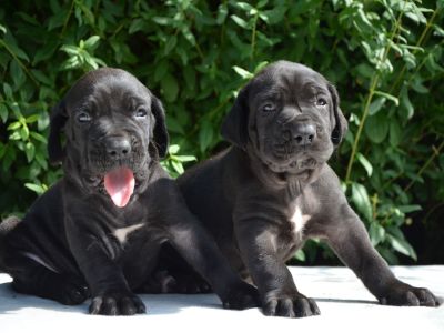 Fila Brasileiro ausgewachsen in Prag kaufen & verkaufen Snautz