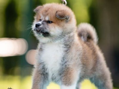 Akita Inu ausgewachsen in München (Land) kaufen & verkaufen Snautz