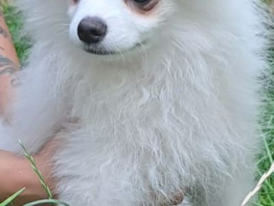 Spitz Rassehunde in Hagen kaufen & verkaufen Snautz