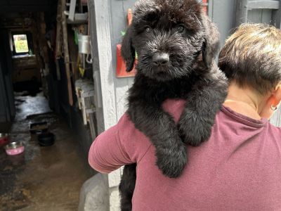 Riesenschnauzer Mix kaufen & verkaufen Snautz