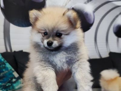 Spitz Rassehunde in Dortmund kaufen & verkaufen Snautz