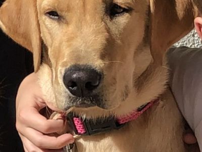 Labrador Retriever Mix in Ludwigsburg kaufen & verkaufen Snautz