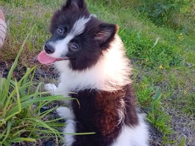 Spitz Rassehunde in Dortmund kaufen & verkaufen Snautz