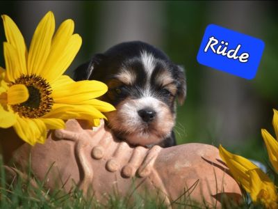 Lhasa Apso Mix kaufen & verkaufen Snautz