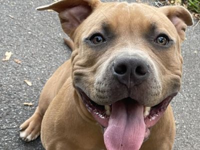 American Bully reinrassig & ausgewachsen in Groß-Gerau kaufen ...