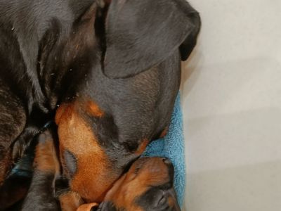 Manchester-Terrier ausgewachsen in Rheinland-Pfalz kaufen & verkaufen ...